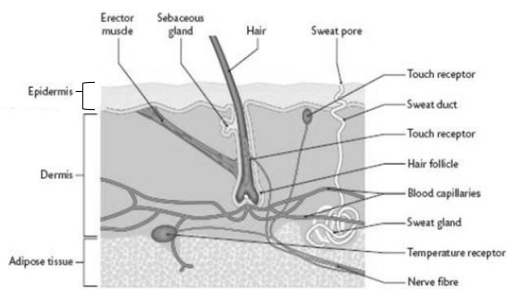 CBSE Class 5 Science Nervous System And Sense Organs Worksheet